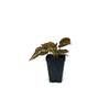 Begonia pustulata – Steve's Leaves