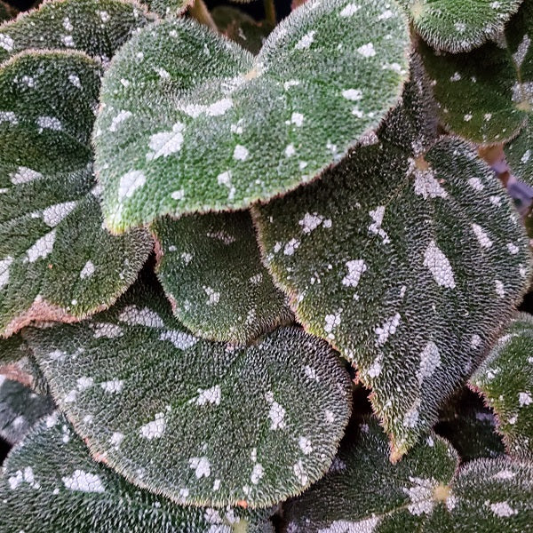 Begonia pustulata – Steve's Leaves