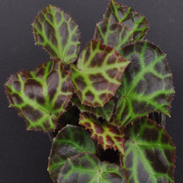 Begonia rajah – Steve's Leaves