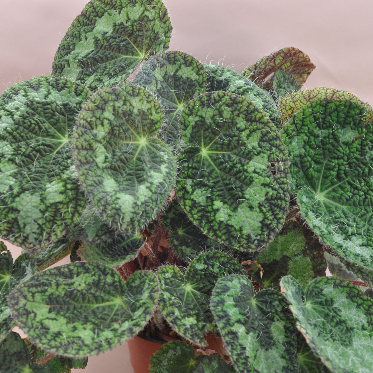 Begonia Longiciliata ‘Sizemoreae’ | Unique Textured Foliage | Steve's ...
