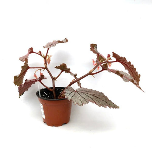 Begonia U549 | Steve's Leaves Begonia Exotic Plants