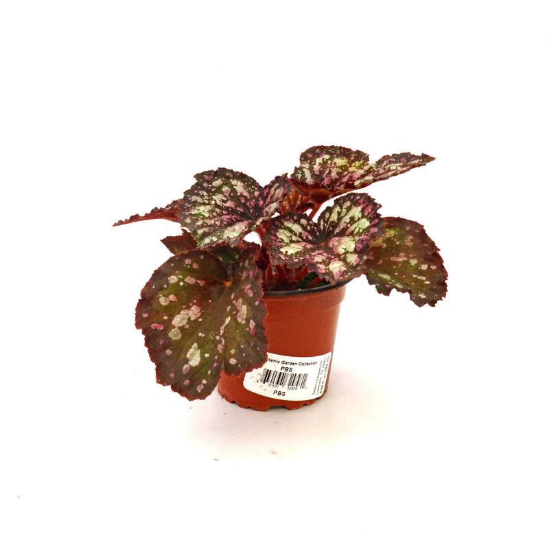 Begonia 'Steve's Leaves Bramble Jam'