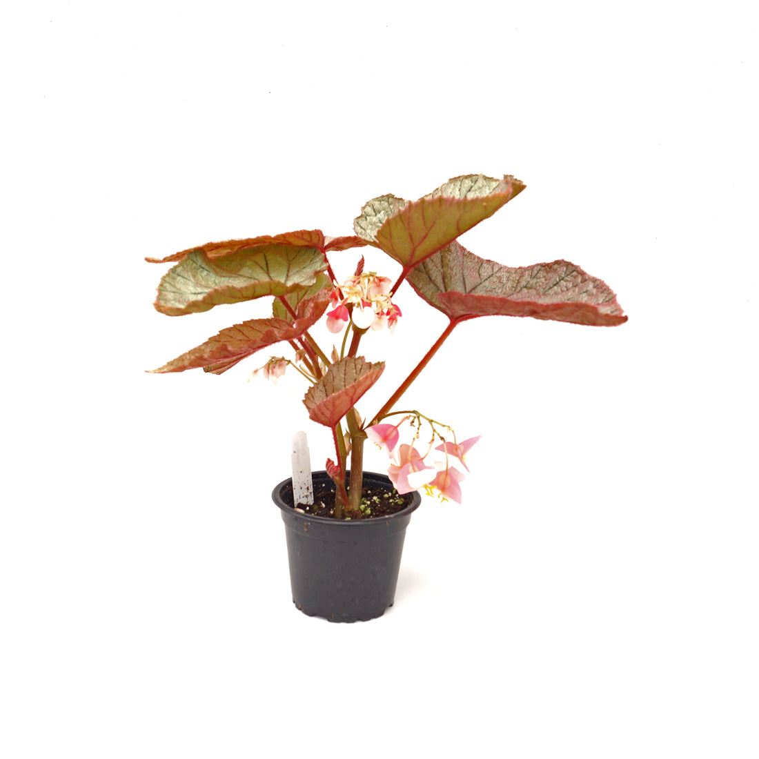 Begonia U093 – Steve's Leaves