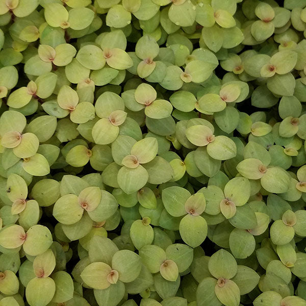 Callisia Repens Gold | Miniature Trailing Houseplant | Steve's Leaves