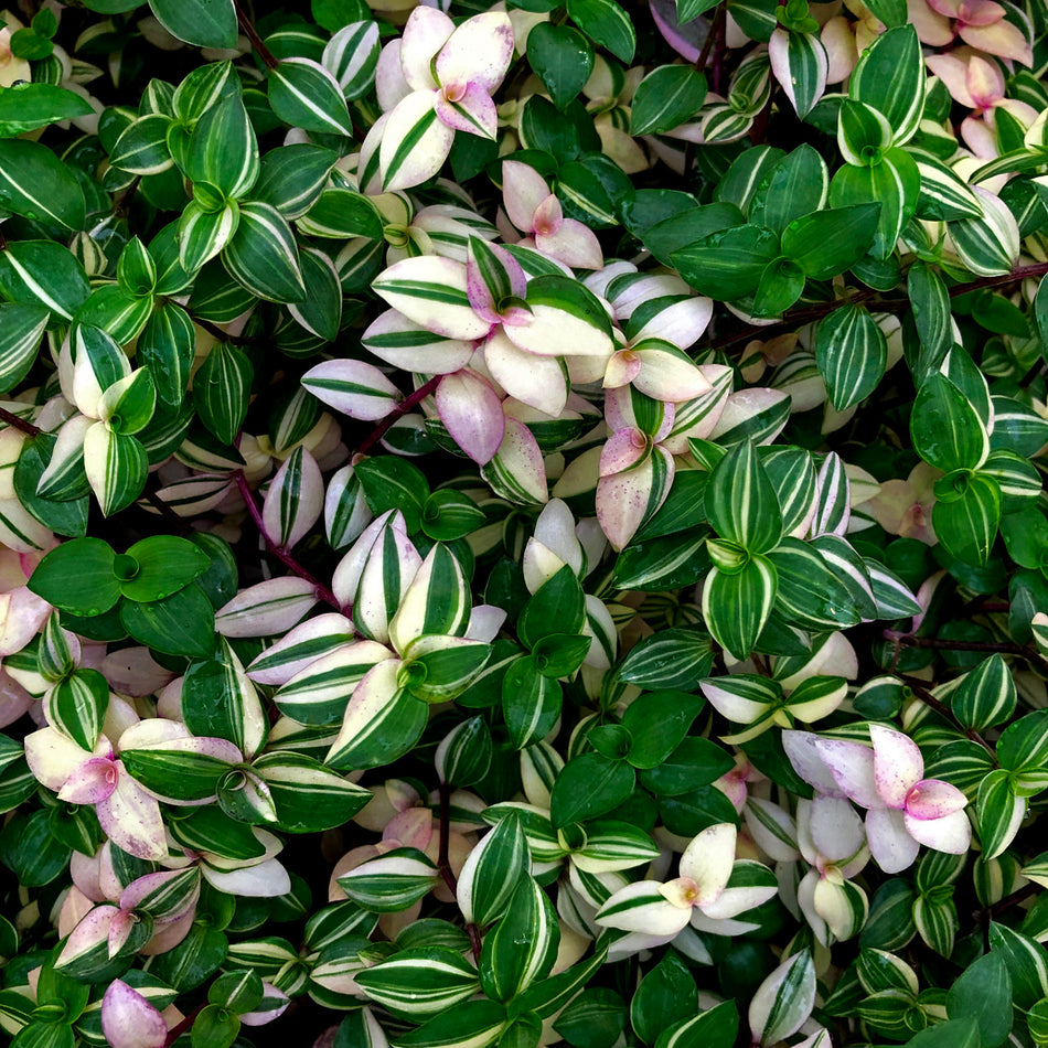 Callisia repens 'variegata' (Creeping Inchplant) | Steve's Leaves