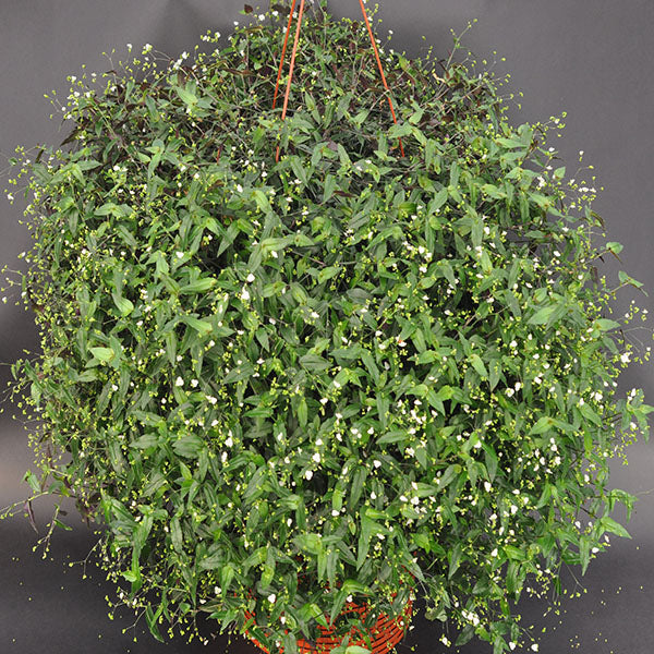 Gibasis geniculata (Tahitian Bridal Veil) – Steve's Leaves