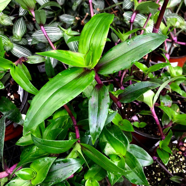 Tripogandra serrulata 'Purple Scimitars' – Steve's Leaves