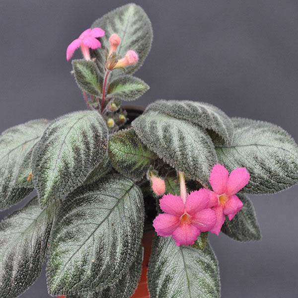Gesneriads for Sale | Indoor Blooming Tropical Plants | Steve's Leaves