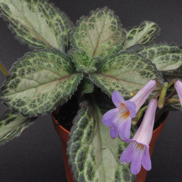 Primulina 'Patina' – Steve's Leaves