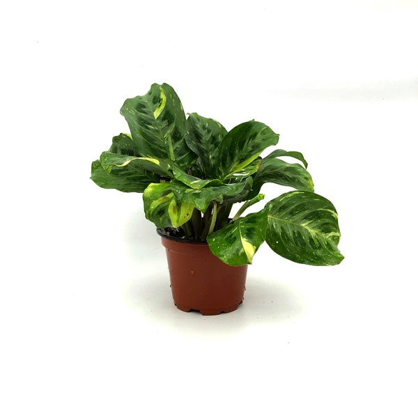 Maranta Beauty Kim | Variegated Prayer Plant | Steve's Leaves