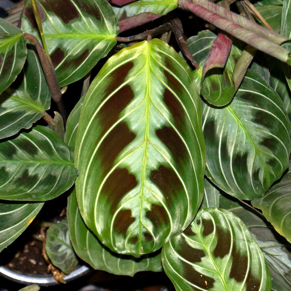 Black Maranta | Maranta Leuconeura Massangeana Prayer Plant | Steve's ...