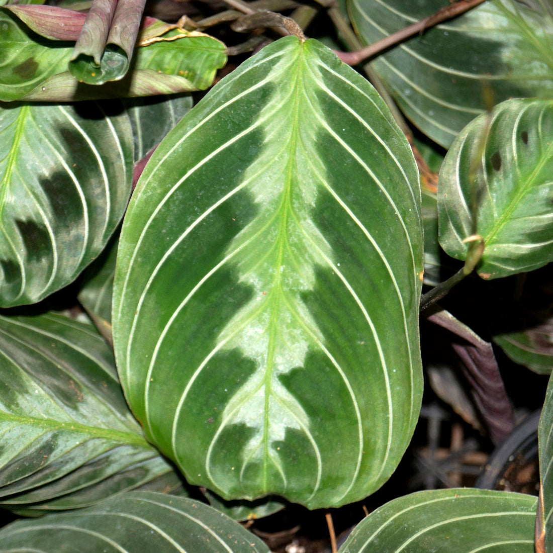 Black Maranta | Maranta Leuconeura Massangeana Prayer Plant | Steve's ...