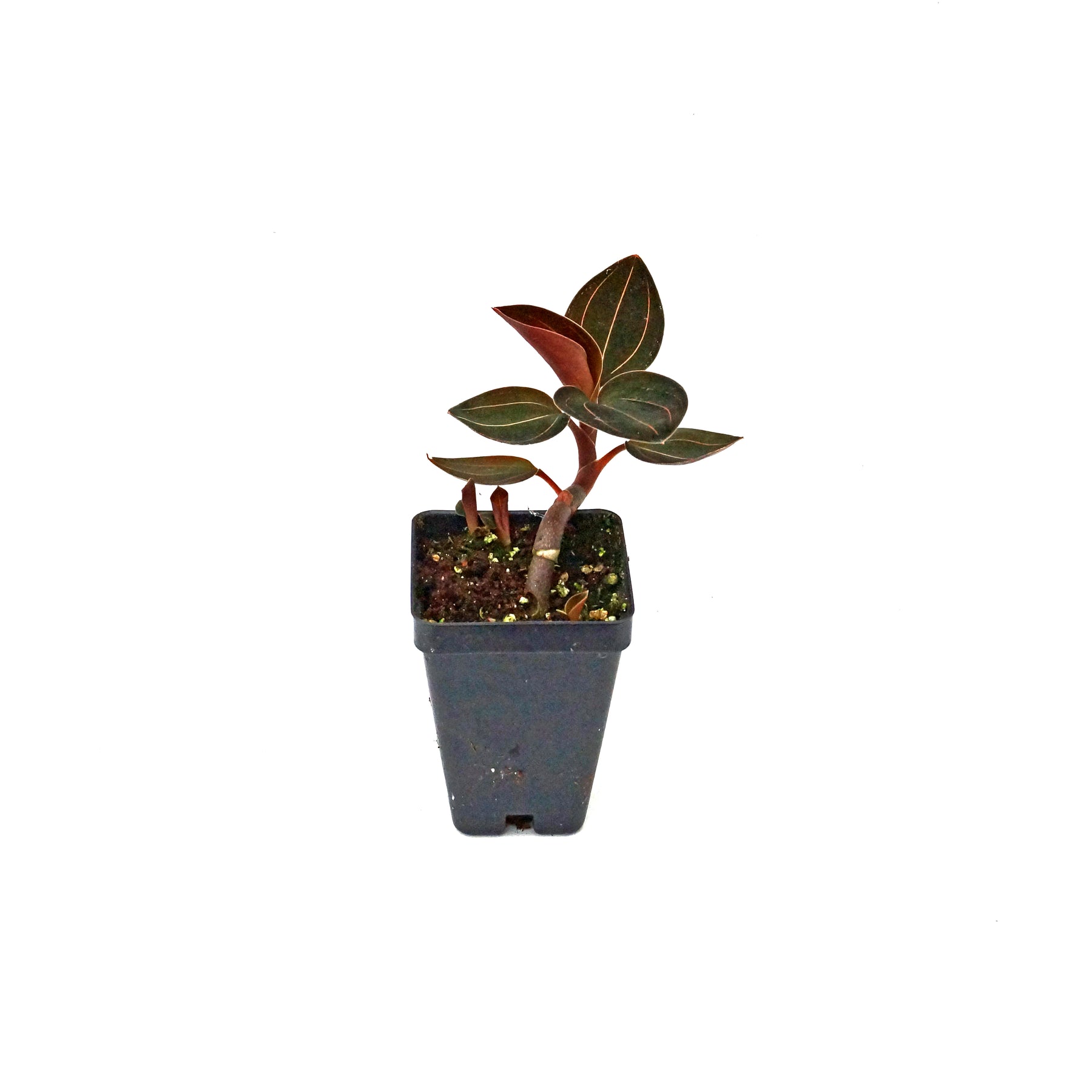 Ludochilus Sea Turtle | Jewel Orchid Hybrid Plant | Steve’s Leaves ...