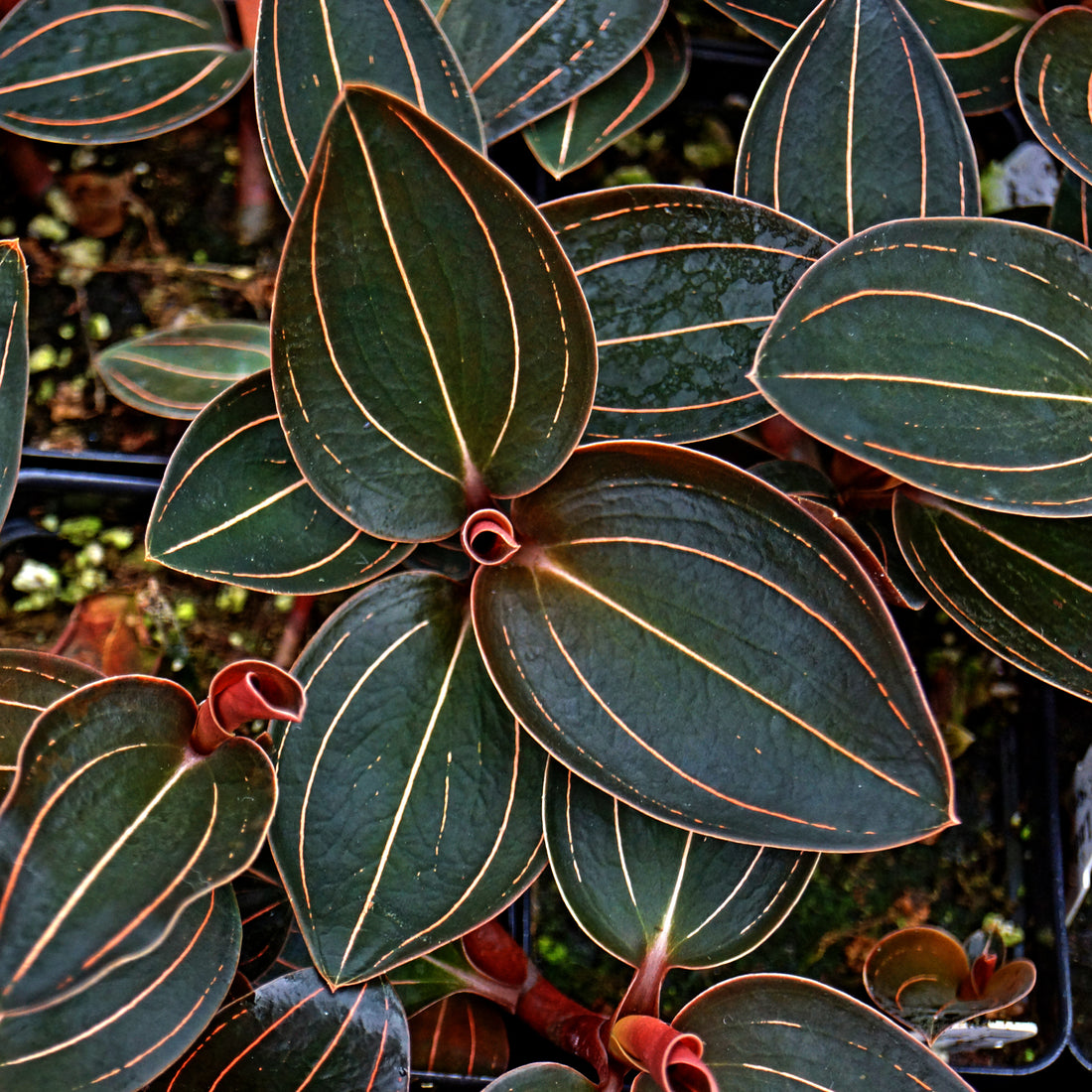 Ludochilus Sea Turtle | Jewel Orchid | Steve's Leaves