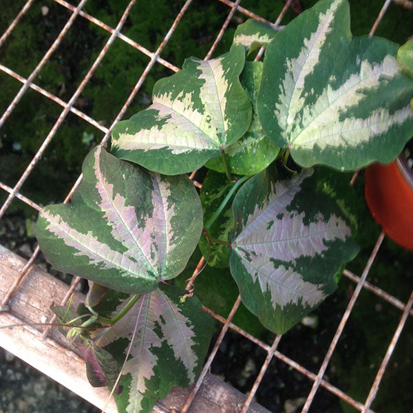 Passiflora Trifasciata | Tropical Tricolor Passion Vine | Steve's Leaves