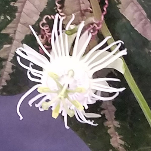 Passiflora Trifasciata | Tropical Tricolor Passion Vine | Steve's Leaves