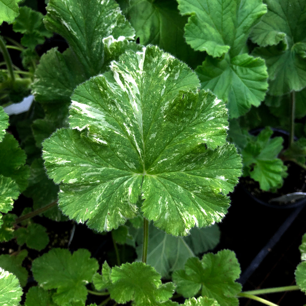 Pelargonium ‘Snowflake’ (Scented Geranium) – Steve's Leaves