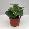 Peperomia Incana | Fuzzy Peperomia | Steve's Leaves