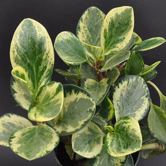 Peperomia Obtusifolia Variegata | Green Edged Houseplant | Steve's Leaves