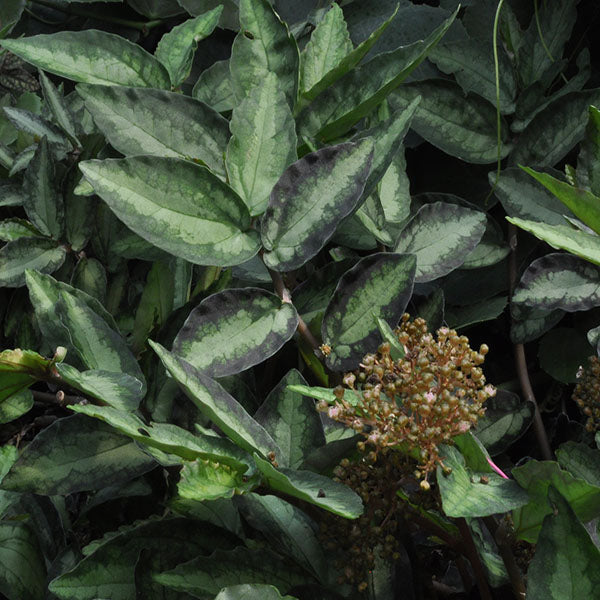 Procris repens – Steve's Leaves