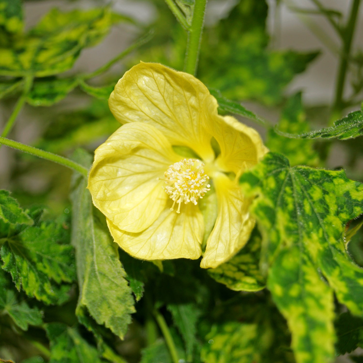 Abutilon pictum 'Thomsonii' (yellow flower) – Steve's Leaves