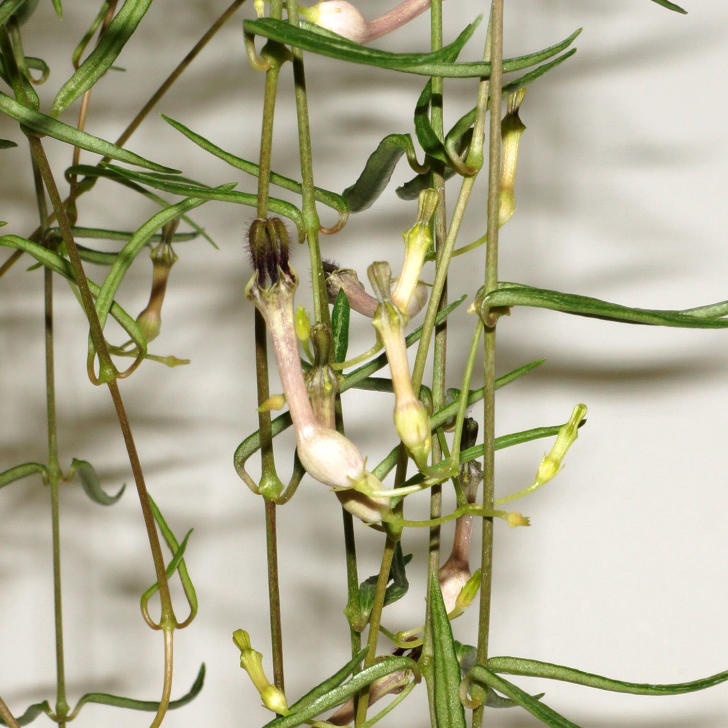 String of Needles Plant | Ceropegia Linearis | Steve's Leaves