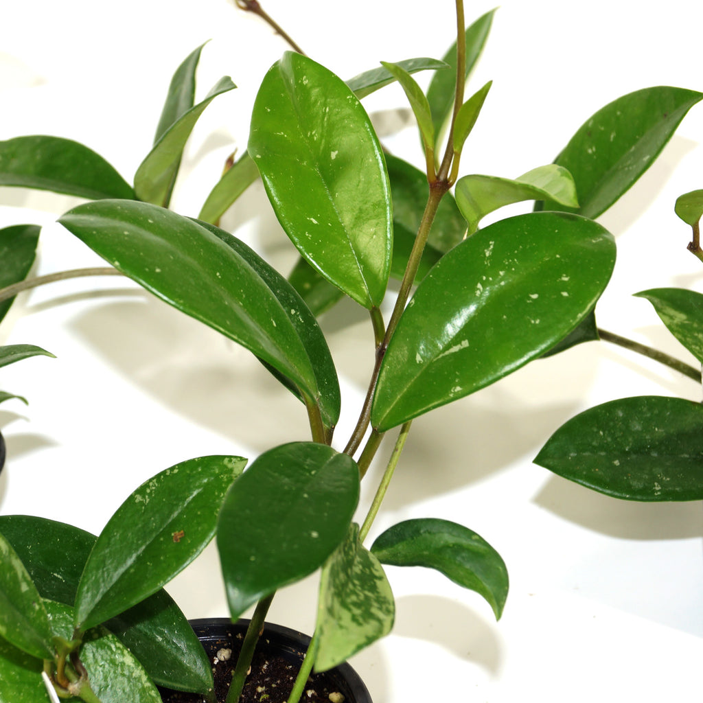 Hoya sp. AH 074 (Green Form) – Steve's Leaves