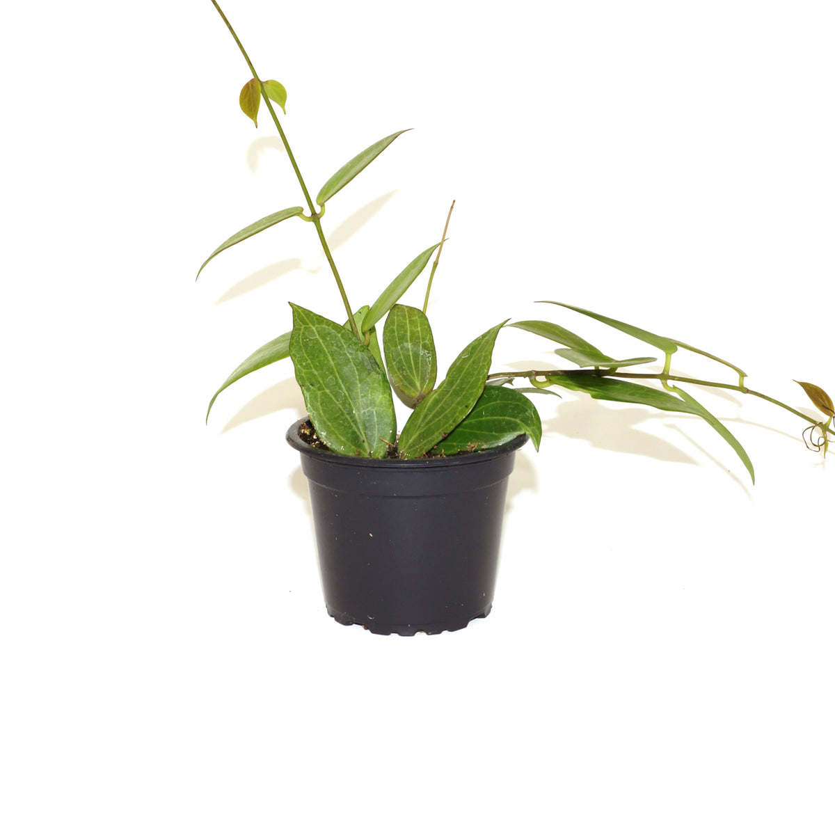 Hoya butleriana – Steve's Leaves