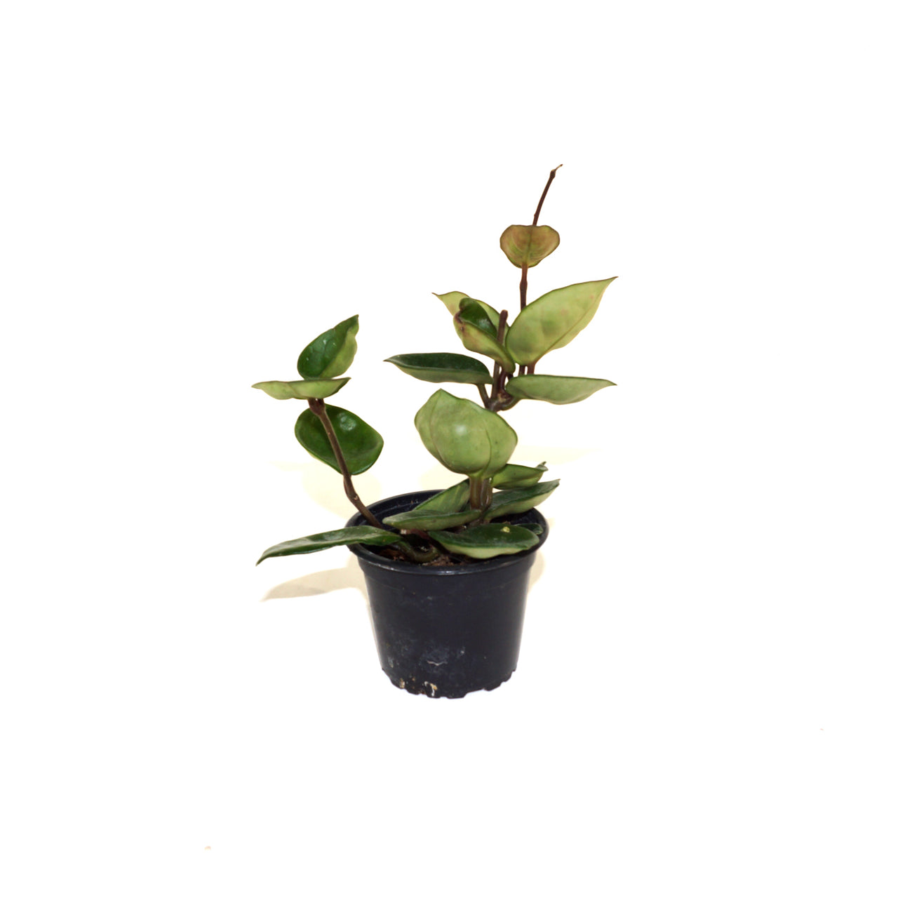 Hoya carnosa 'Chelsea' – Steve's Leaves
