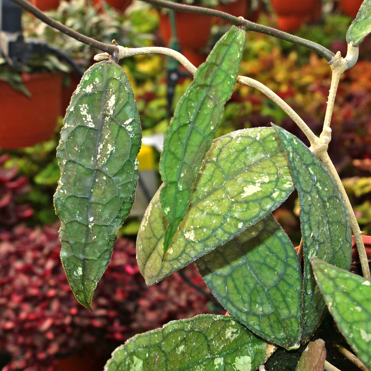Hoya clemensiorum | Steve's Leaves Exotic Plants