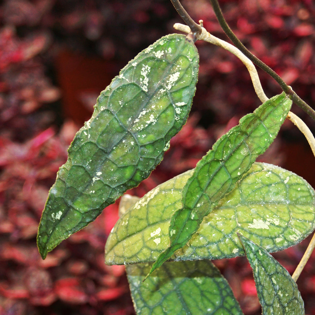Hoya clemensiorum | Steve's Leaves Exotic Plants