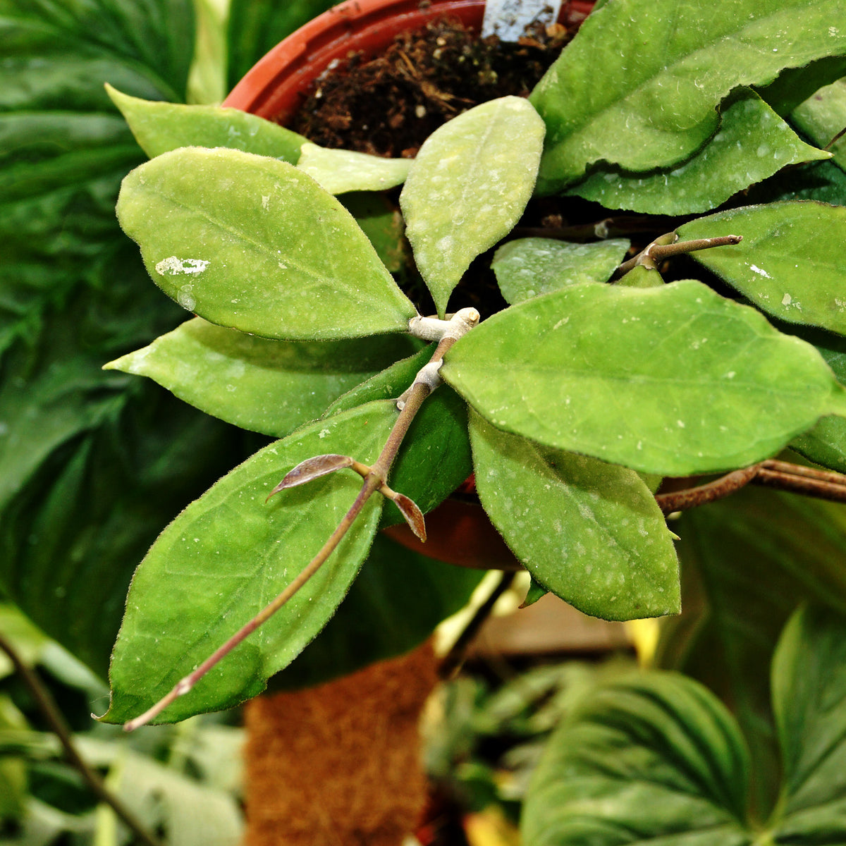 In Stock | Steve's Leaves Exotic Plants, Rare Tropical Plants & More ...