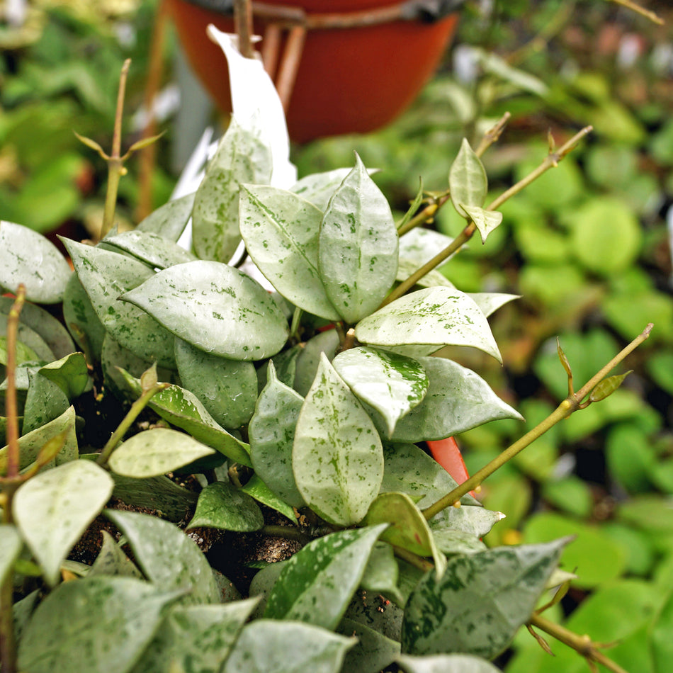 Hoya Krohniana Super Silver | Trailing Silver Hoya | Steve's Leaves