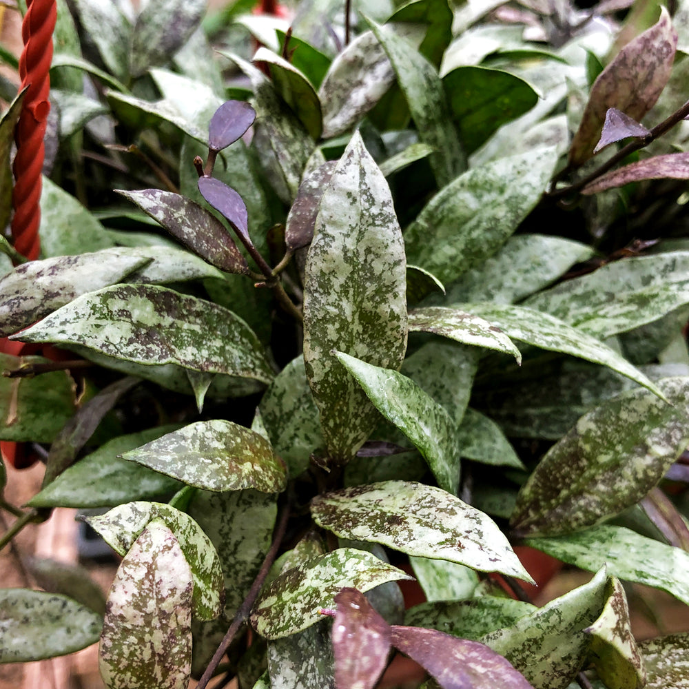 Hoya Lacunosa Snow Caps