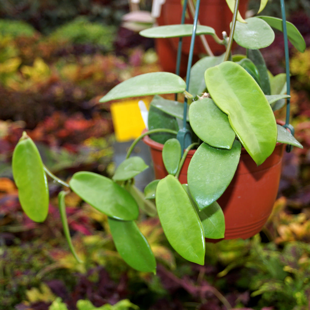 Hoya Meliflua | Flowering Tropical Vine | Steve's Leaves