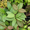 Hoya Nicholsoniae | Fragrant Plant w/ Veined Pointed Leaves | Steve's Leaves
