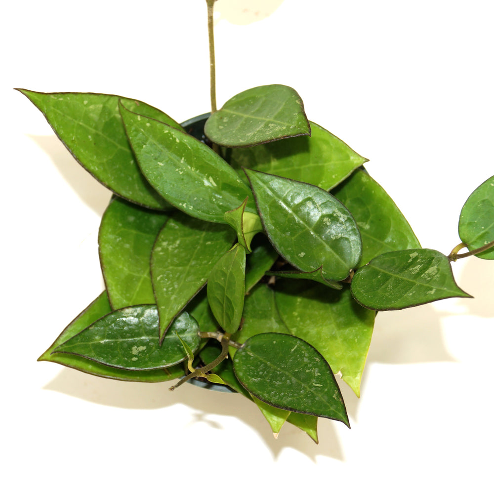 Hoya parasitica Black Margin | Star Flower Hoya | Steve’s Leaves ...