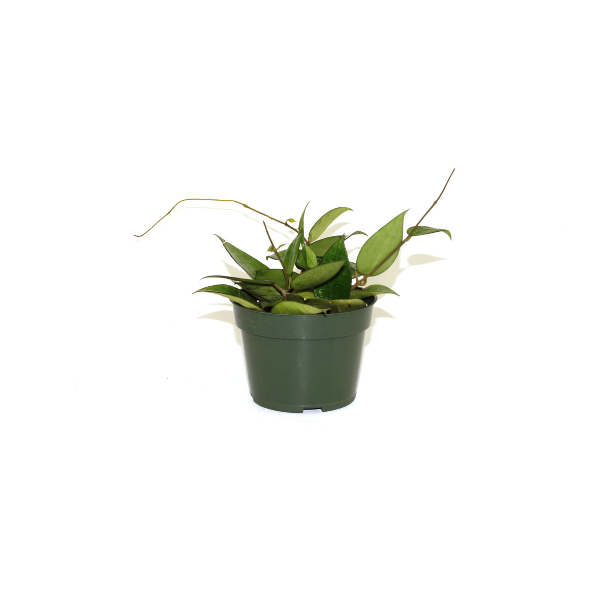 Hoya parasitica Black Margin | Star Flower Hoya | Steve’s Leaves ...
