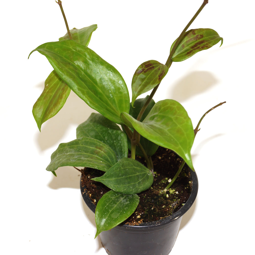 In Stock | Steve's Leaves Exotic Plants, Rare Tropical Plants & More ...