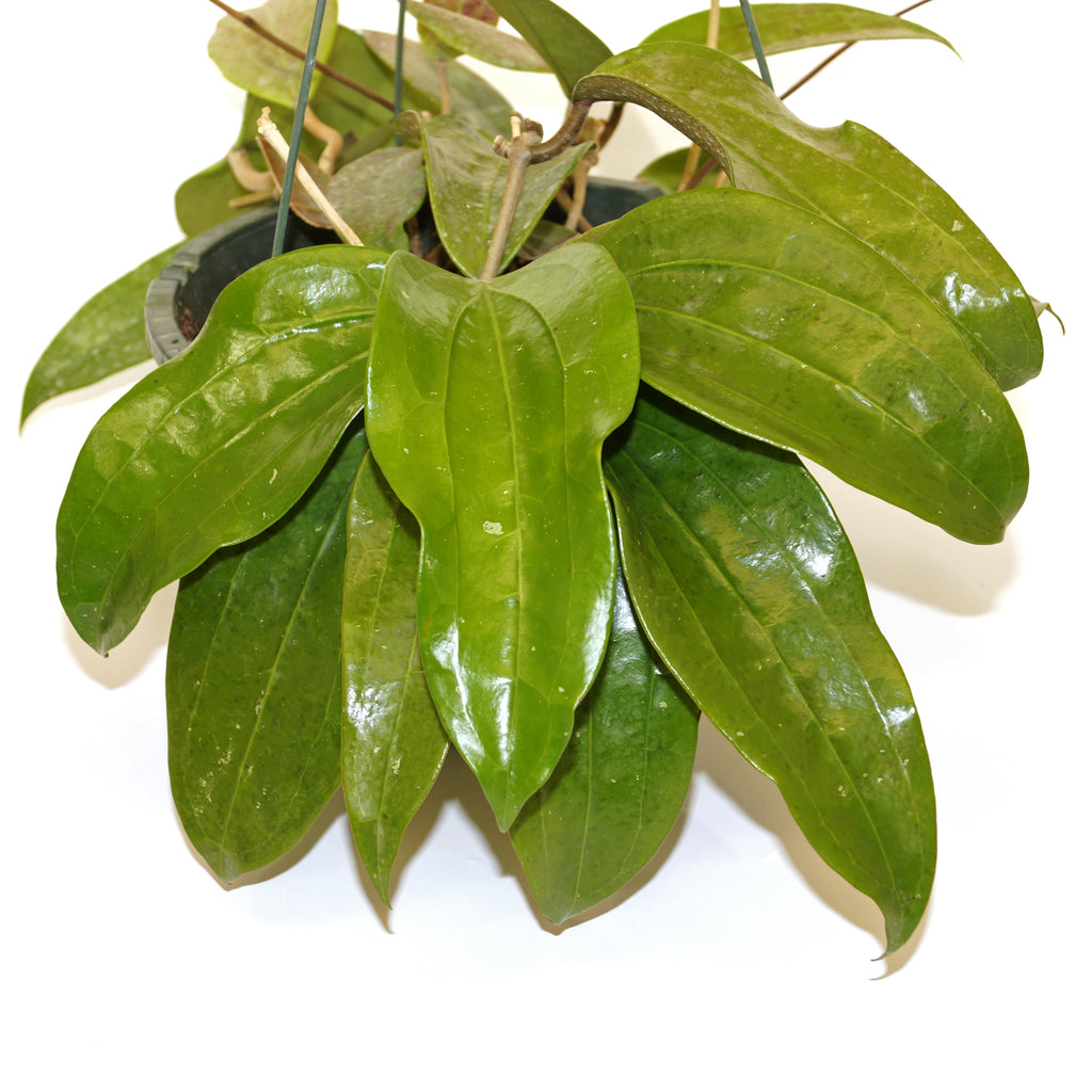 Hoya rigida – Steve's Leaves