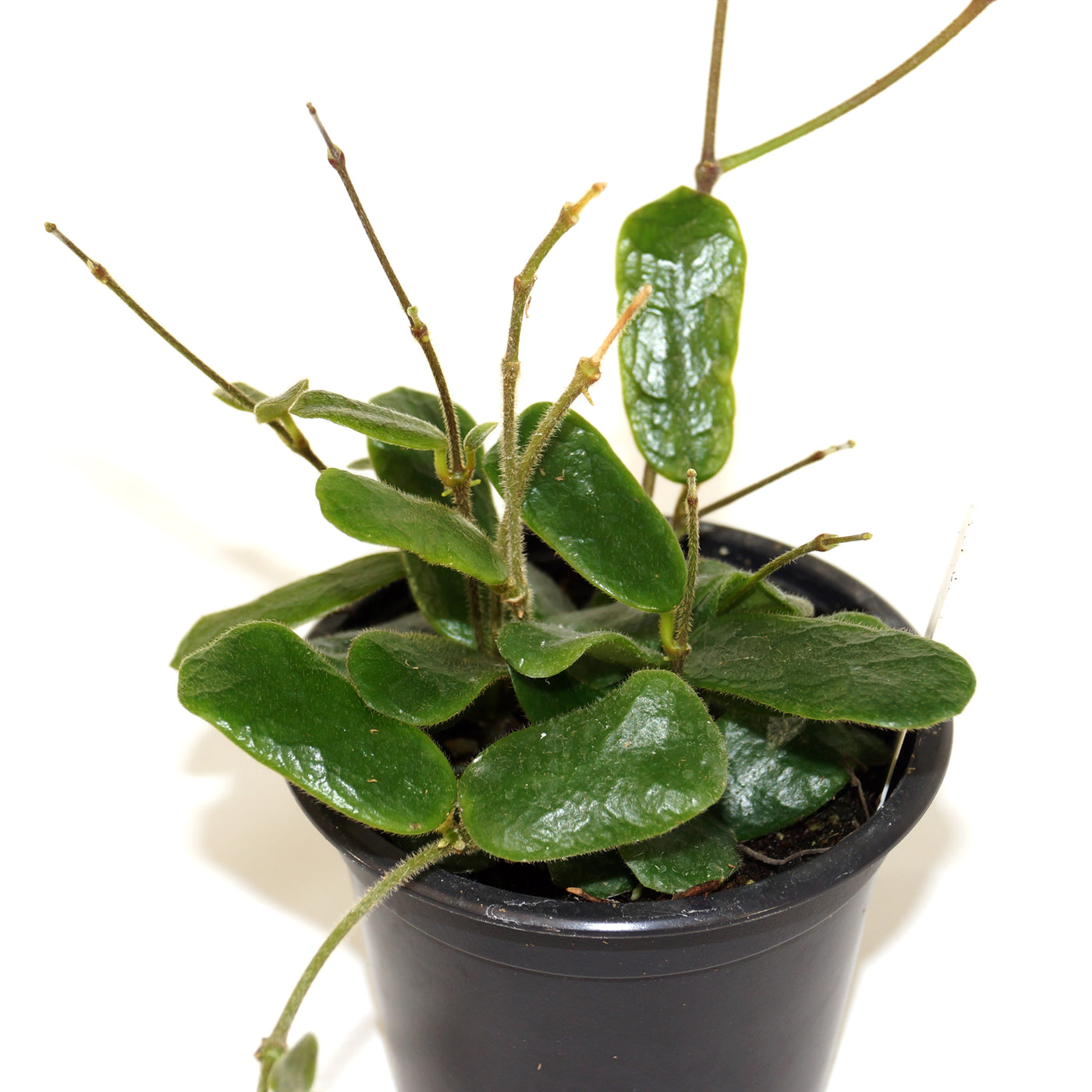 Hoya rotundiflora – Steve's Leaves