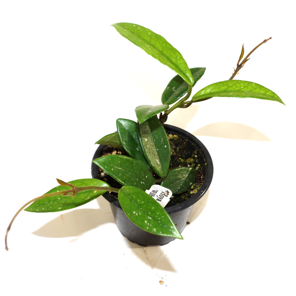 Hoya carnosa 'Wilbur Graves' "China" – Steve's Leaves