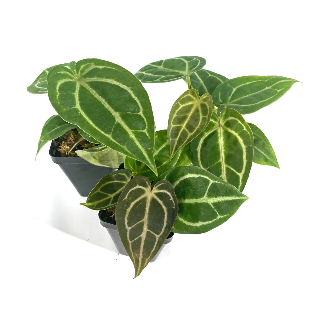 Anthurium Crystallinum/Magnificum x Doc Block F2 Plant | Steve's Leaves