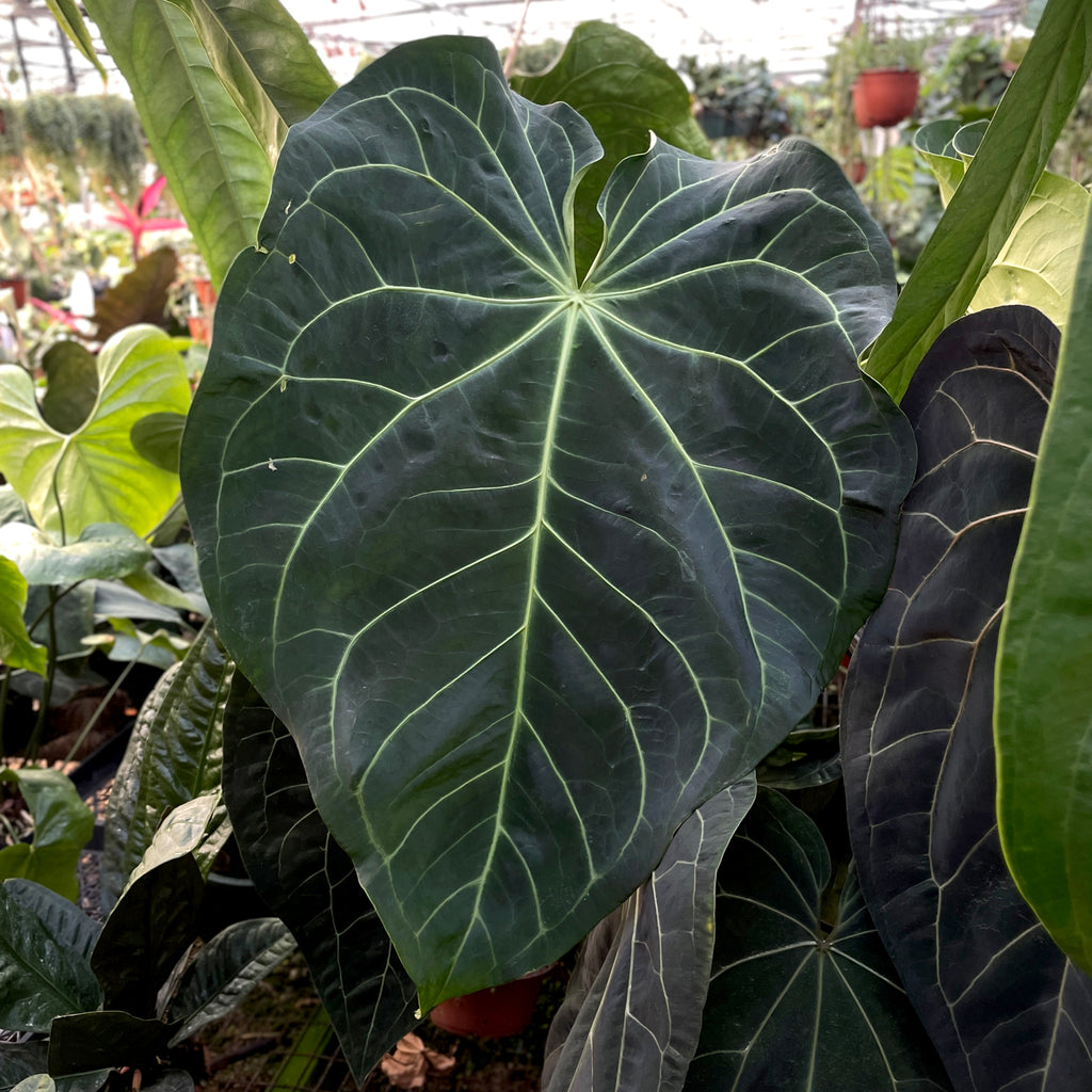 Anthurium magnificum – Steve's Leaves