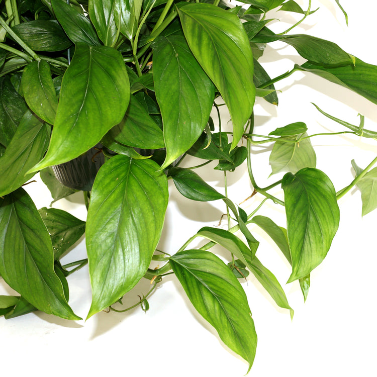 Exotic Plants For Sale | Rare Tropical Foliage | Steve's Leaves – Page 7