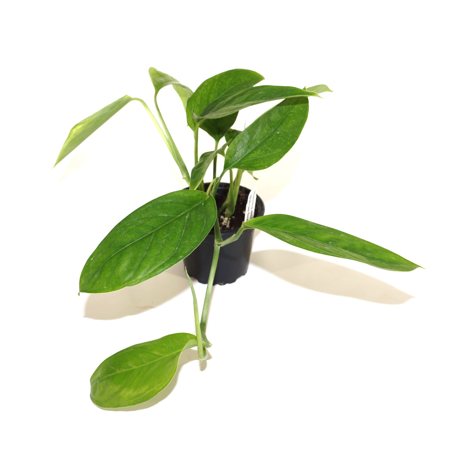 Monstera obliqua (Bolivian Form) – Steve's Leaves