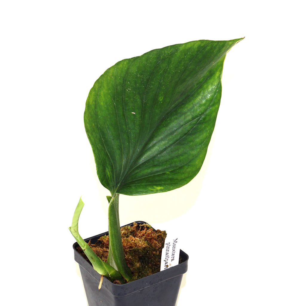Monstera sp. 'Peru' for Sale (Monstera Karstenianum) – Steve's Leaves