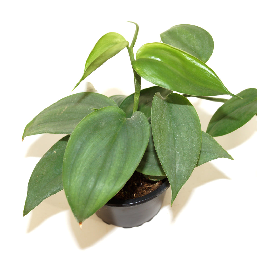 Scindapsus Hederaceus | Climbing Aroid with Velvety Leaves | Steve's Leaves