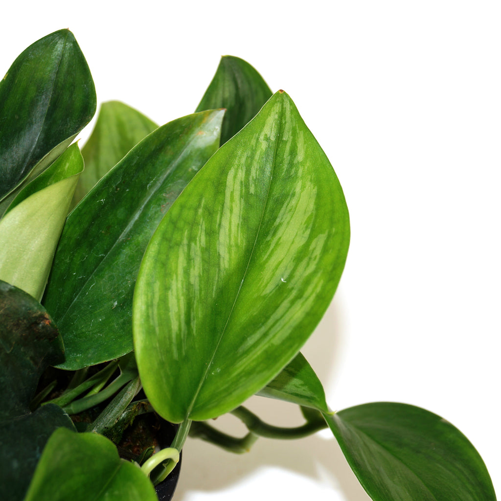 Scindapsus Officinalis | Trailing Tropical Houseplant | Steve's Leaves