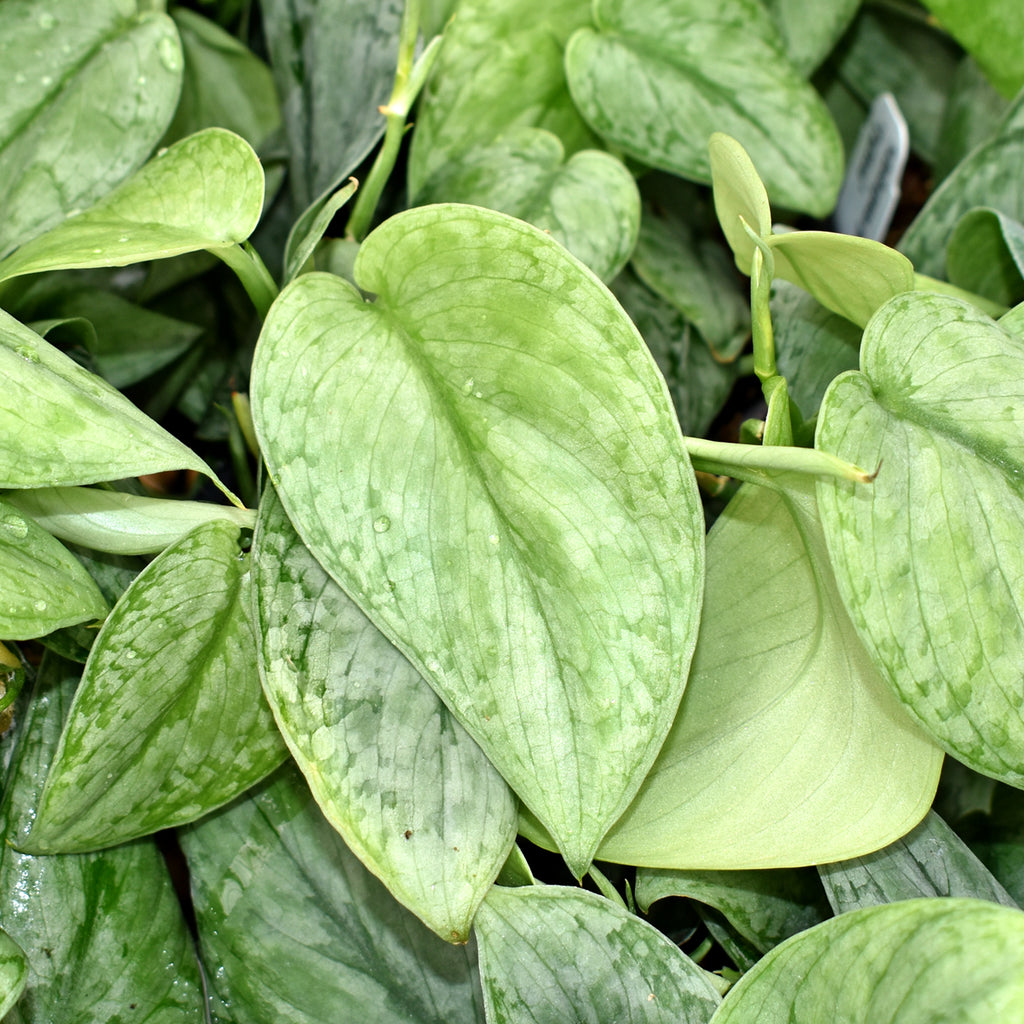Scindapsus Pictus Tattoo | Silver-Marked Satin Leaf Aroid | Steve's Leaves